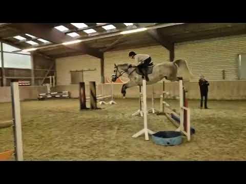 5yo (2020) Cellestial gelding extra video