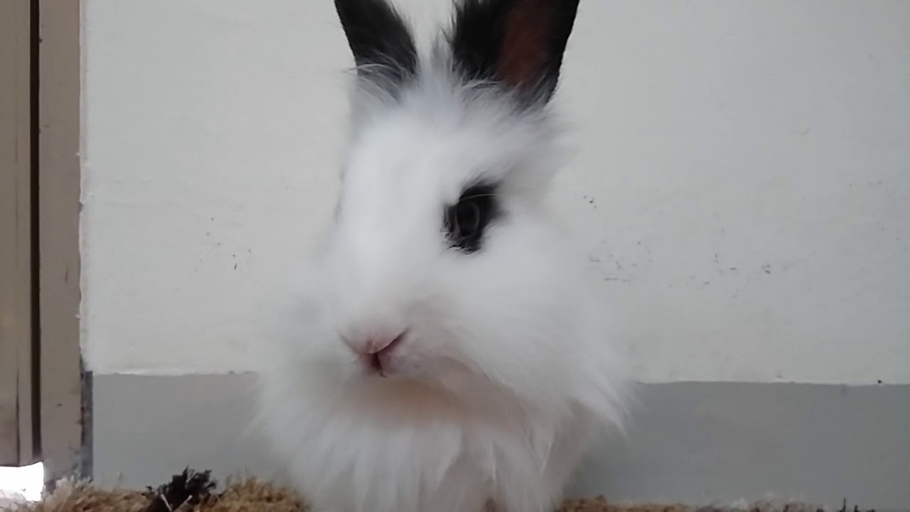 Rabbits with natural Eyeliner - YouTube