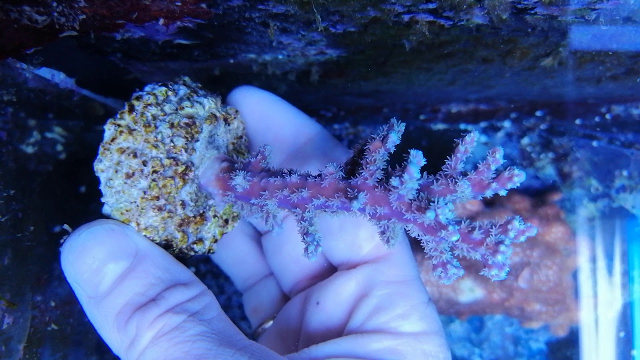 Acropora horrida blue-2 coral gandalf - YouTube