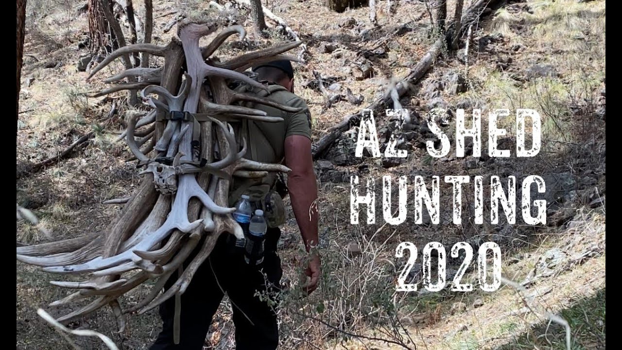 Arizona Shed Hunting 2020: 19 Sheds & 4 Deadheads - YouTube