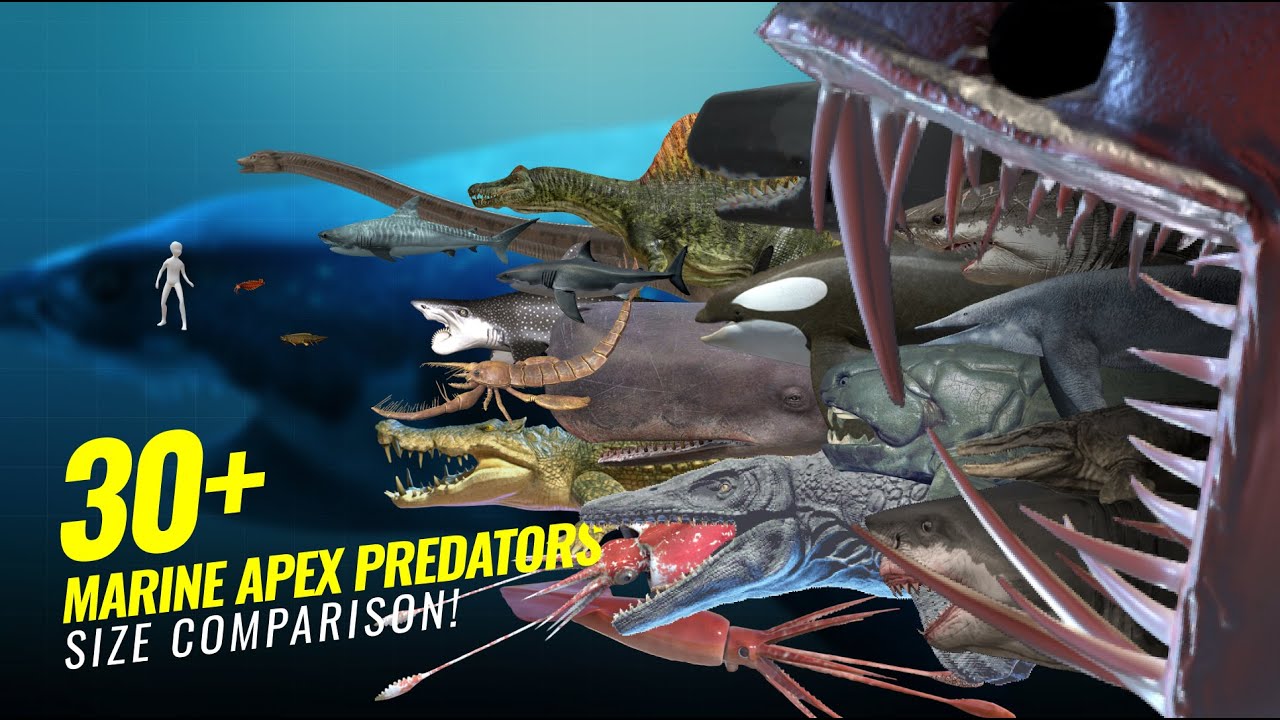 Marine Apex Predators Size Comparison (Alive & Extinct!) - YouTube