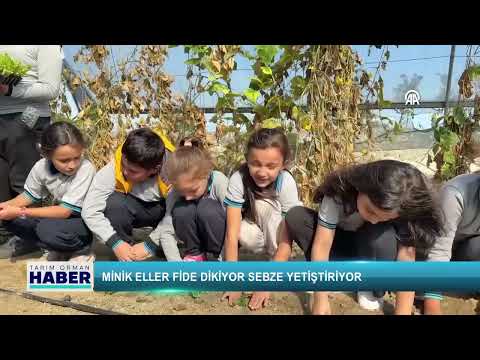 Minik eller fide dikiyor sebze yetiştiriyor