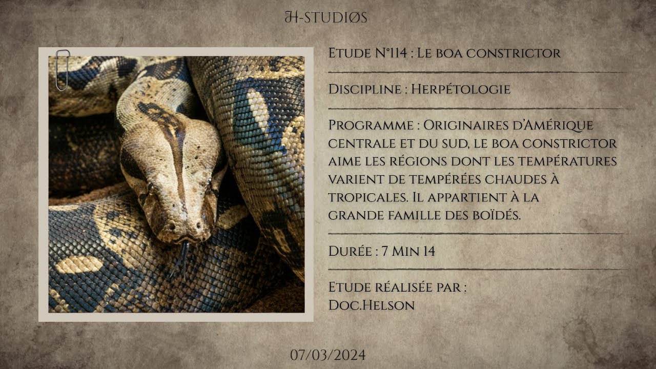 LE BOA CONSTRICTEUR - BOA CONSTRICTOR - Un prédateur aguerri. - YouTube