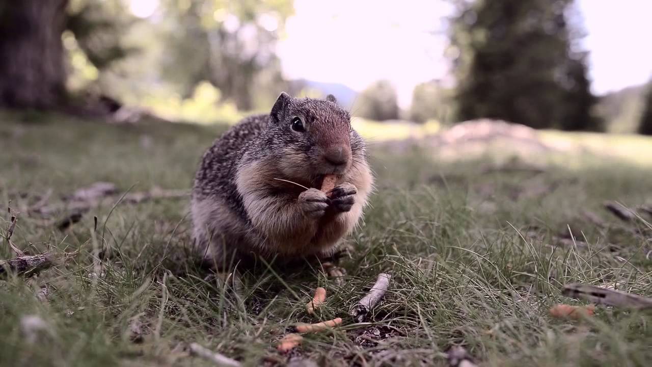 Scared squirrel in Manning Park - YouTube
