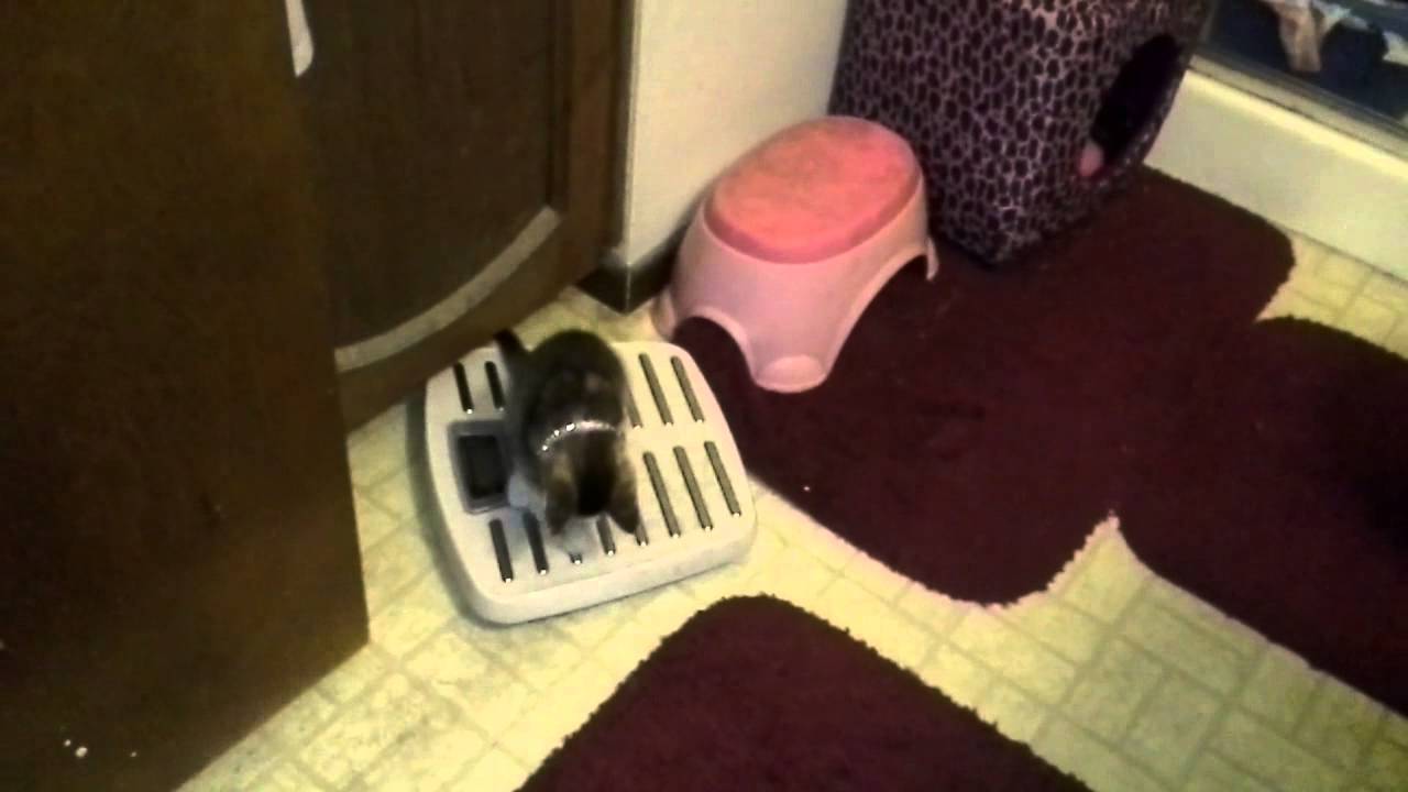 cats meow episode 2 - YouTube