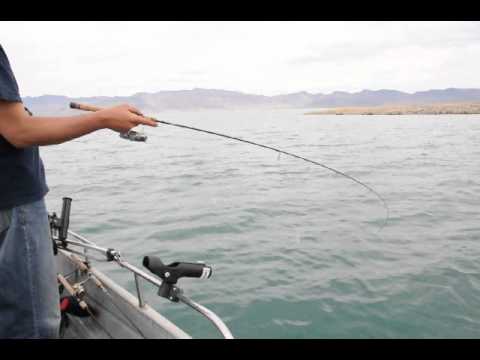 Pyramid Cutthroat on Phenix Ultralight Rod - YouTube