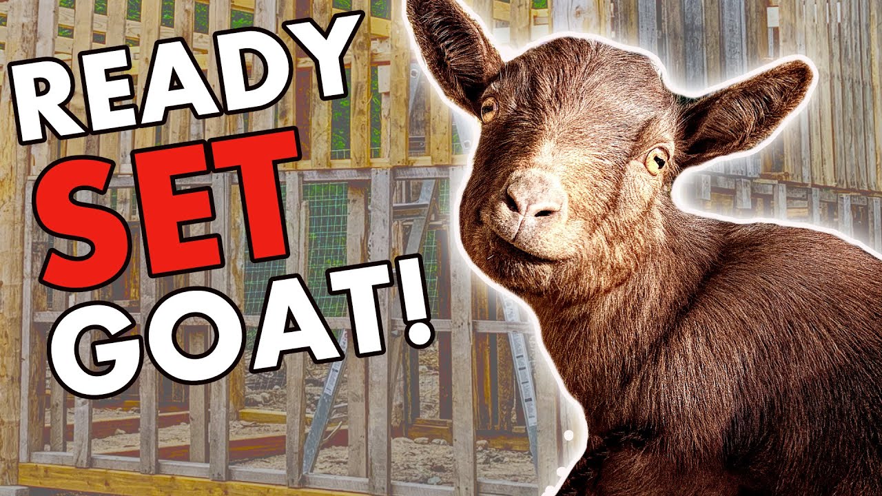 Why GOATS? Meet Our Tribe Of Nigerian Dwarf & Pygmy Goats | Why We Have ...