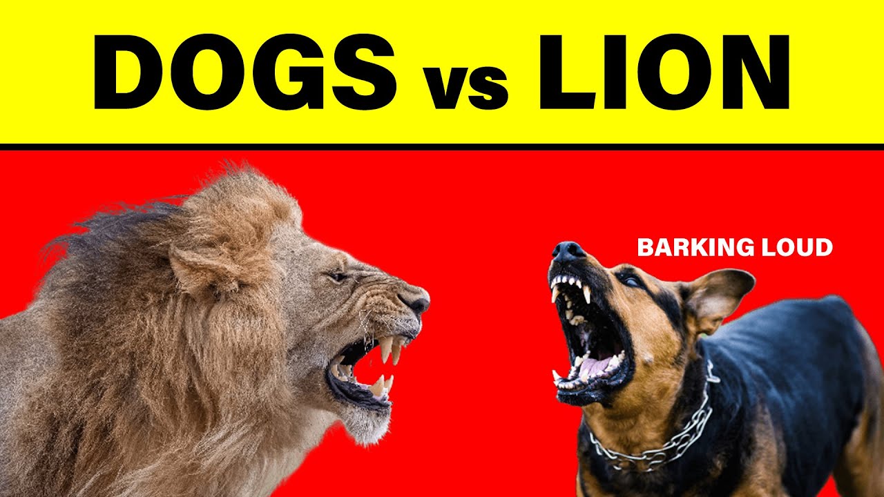 LION versus DOGS (barking loud) at Zoo - What will happen? - YouTube