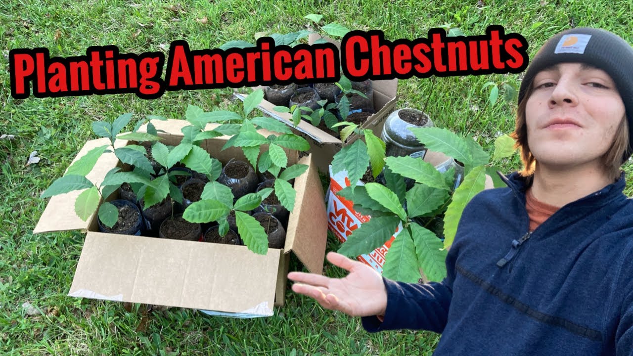 Planting Our American Chestnut Trees - YouTube
