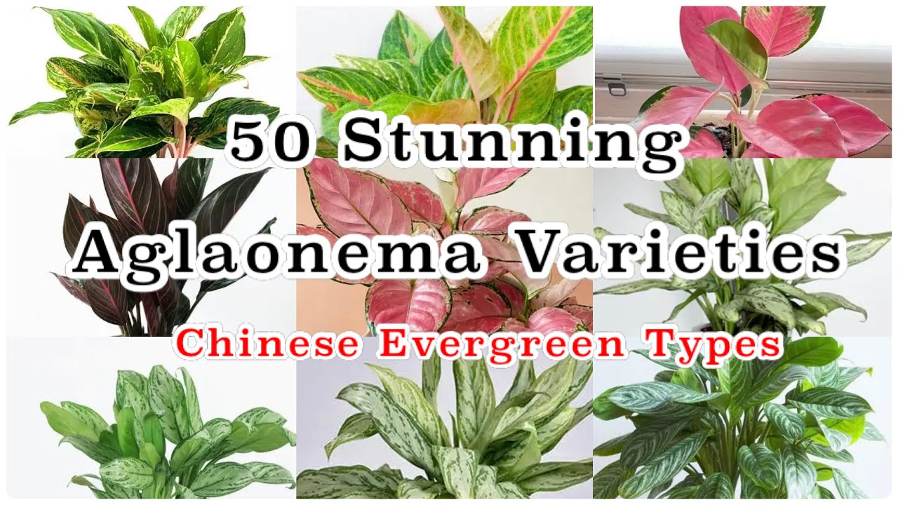 50 Stunning Aglaonema Varieties / Chinese Evergreen Plants #aglaonema ...