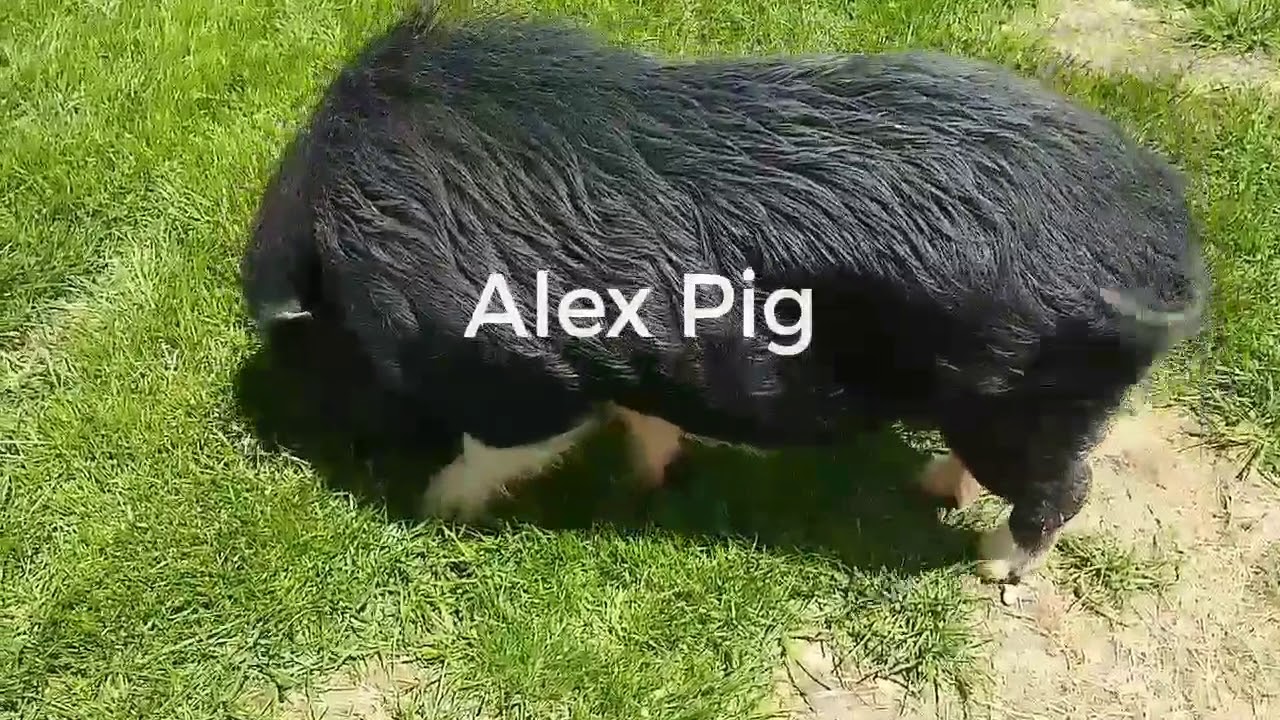 Alex pig - YouTube