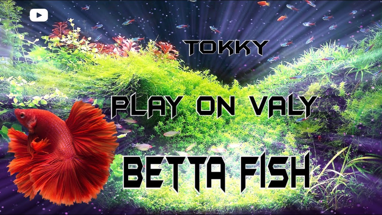 Acvariu Peste Betta Tokky - YouTube