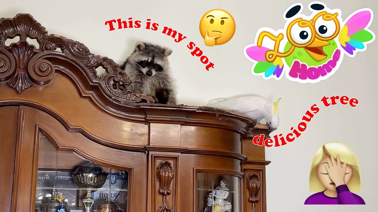 Raccoon is shocked by the impudence of the parrot who came to visit him ...