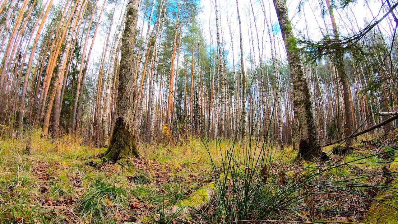 Relaxing Forest Noise And Birdsong For Relaxation And Stress Relief
