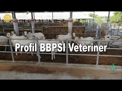 Profil BBPSI Veteriner 2024 - YouTube
