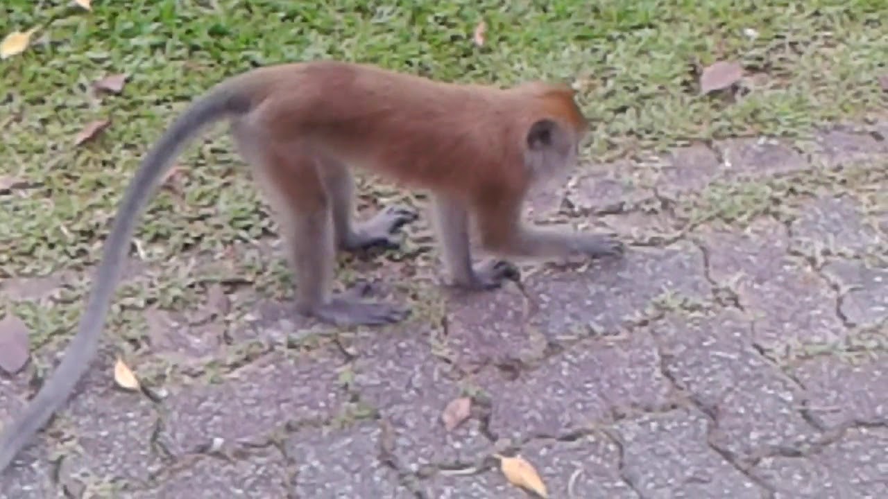 Monkeys at MacRitchie Reservoir, Singapore - YouTube