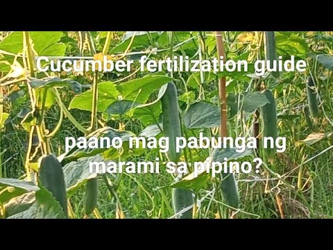 Paano mag pabunga ng marami sa pipino. Fertilization guide! - YouTube