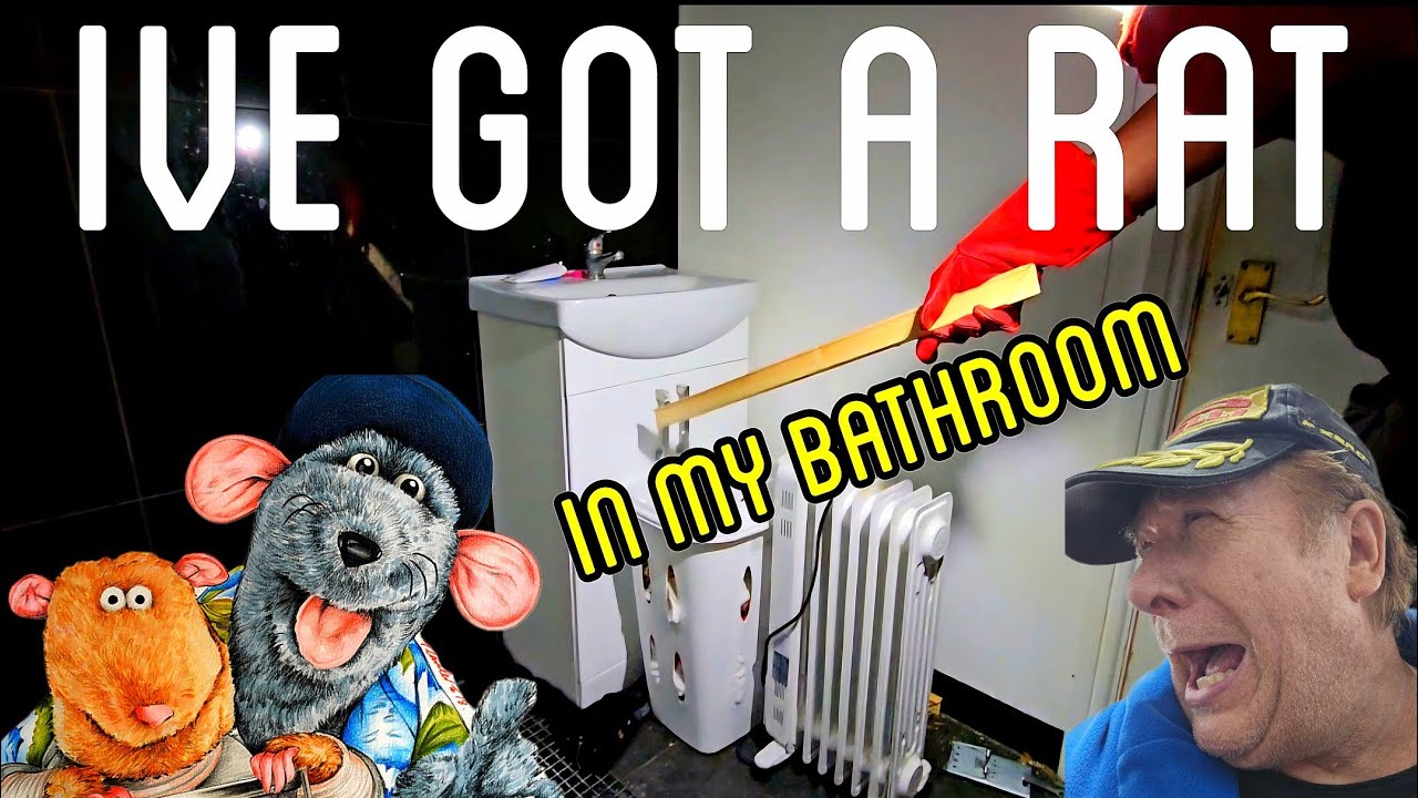 I've got a rat or burglar in my bathroom - YouTube