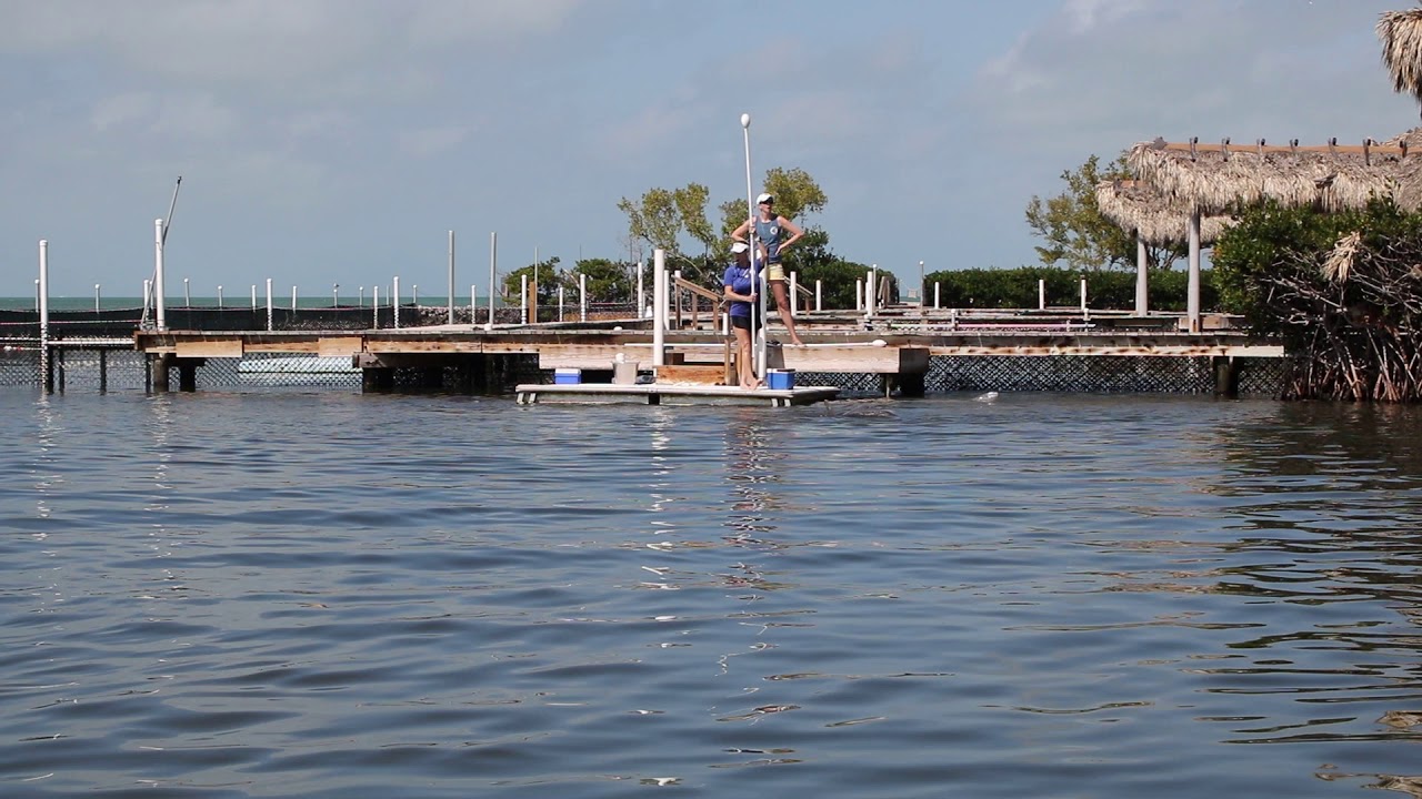 Dolphin Research Center Grassy Key Florida - YouTube