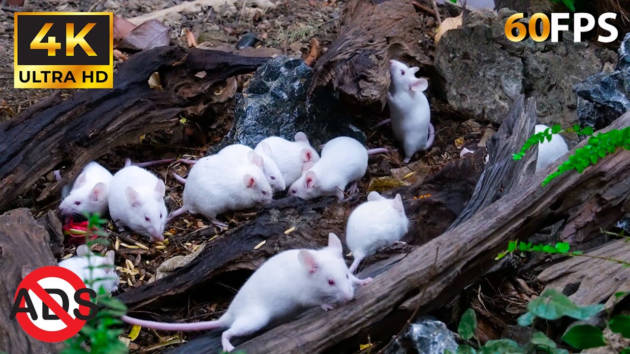 [NO ADS] Nature’s Masterpiece in 4K: Mice Living in Perfect Harmony 🌿🐭 ...