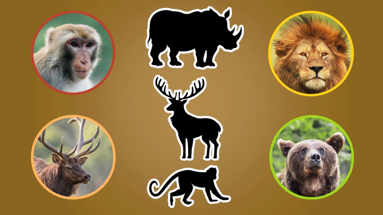 Guess The Animal For Kids | Wild Animal Guessing Quiz For Kids ...