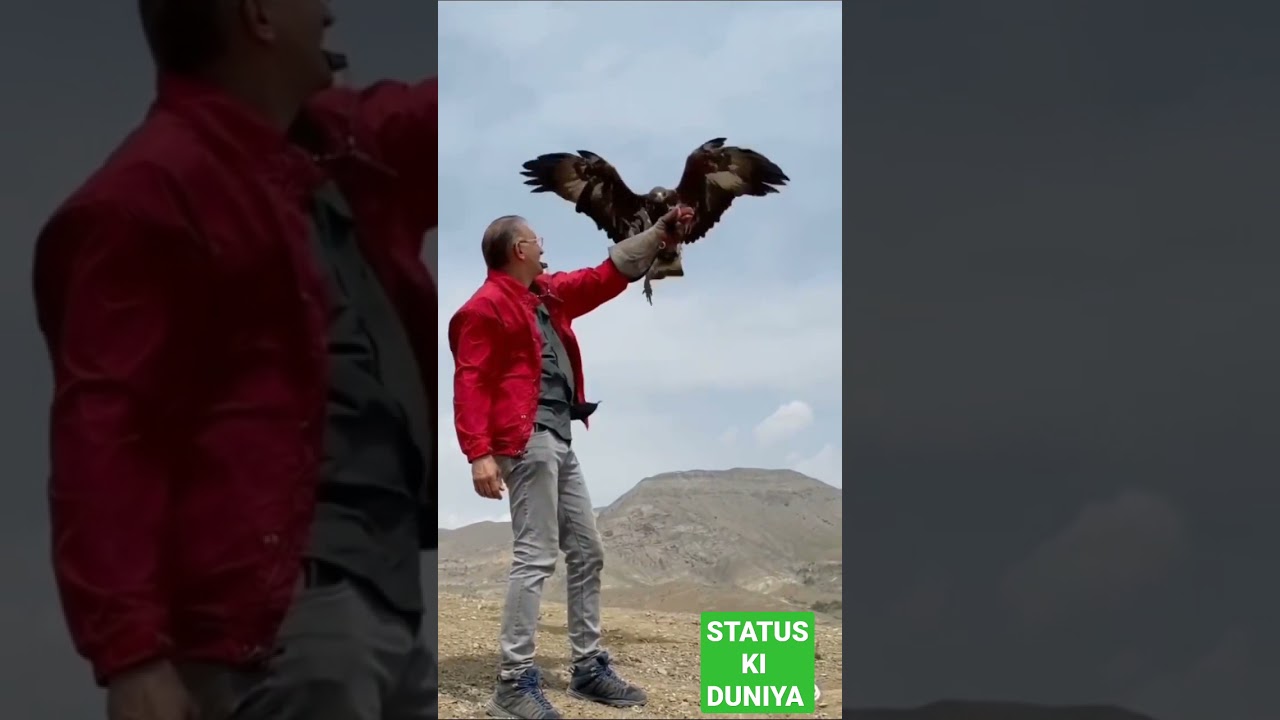 eagle status video, eagle status full screen,eaglestatus attitude,eagle ...