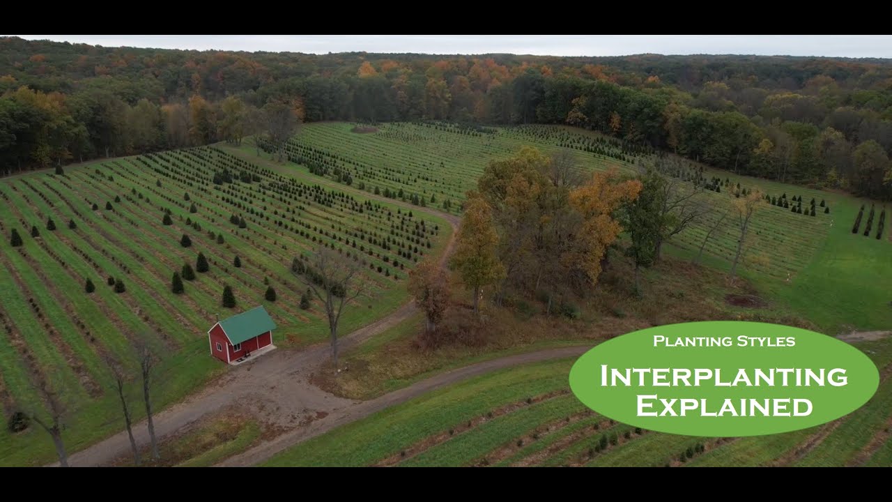 Interplanting Christmas Trees; Explained - YouTube