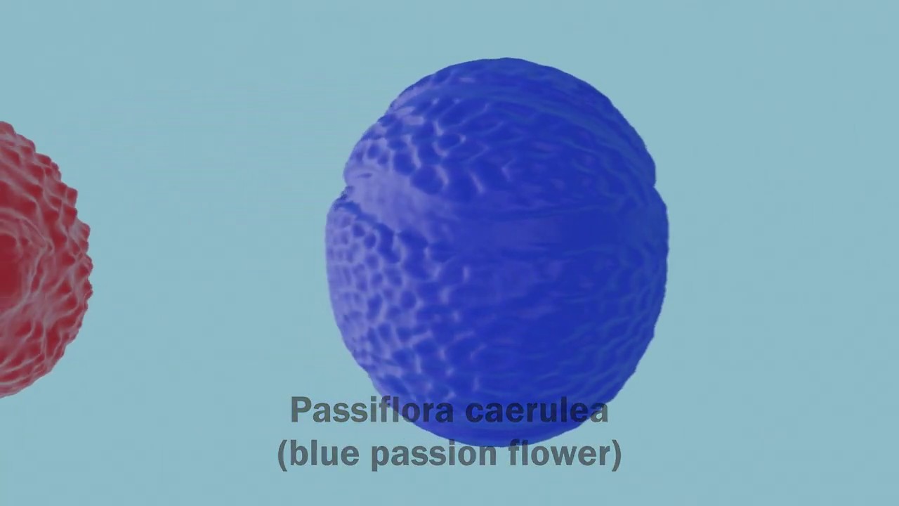 Pollen, confocal, blender - YouTube