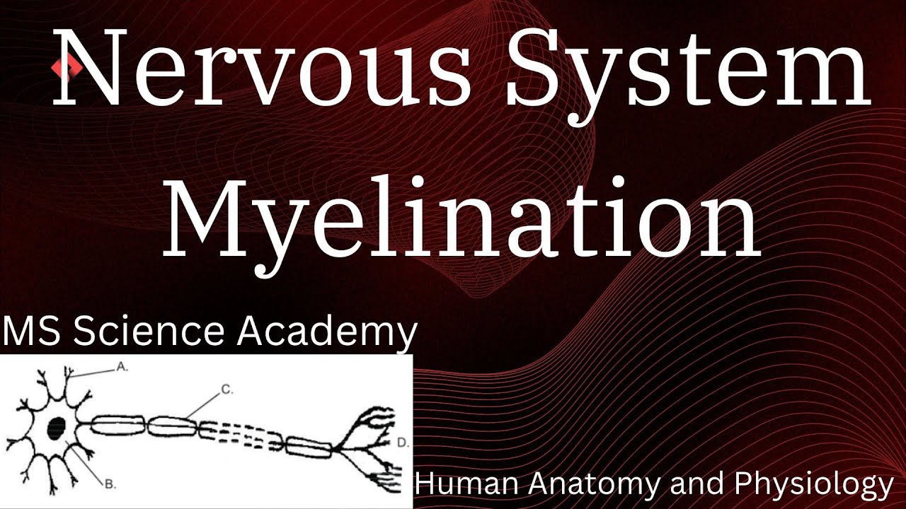 Nervous system-lecture-2-Human Anatomy and Physiology-Myelination - YouTube