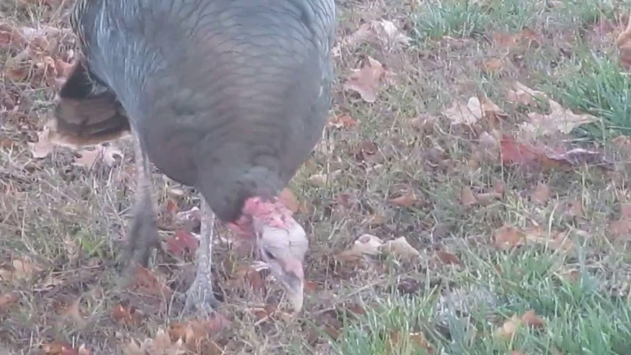 They're Back! - The New Turkey Gang Of Falmouth - YouTube