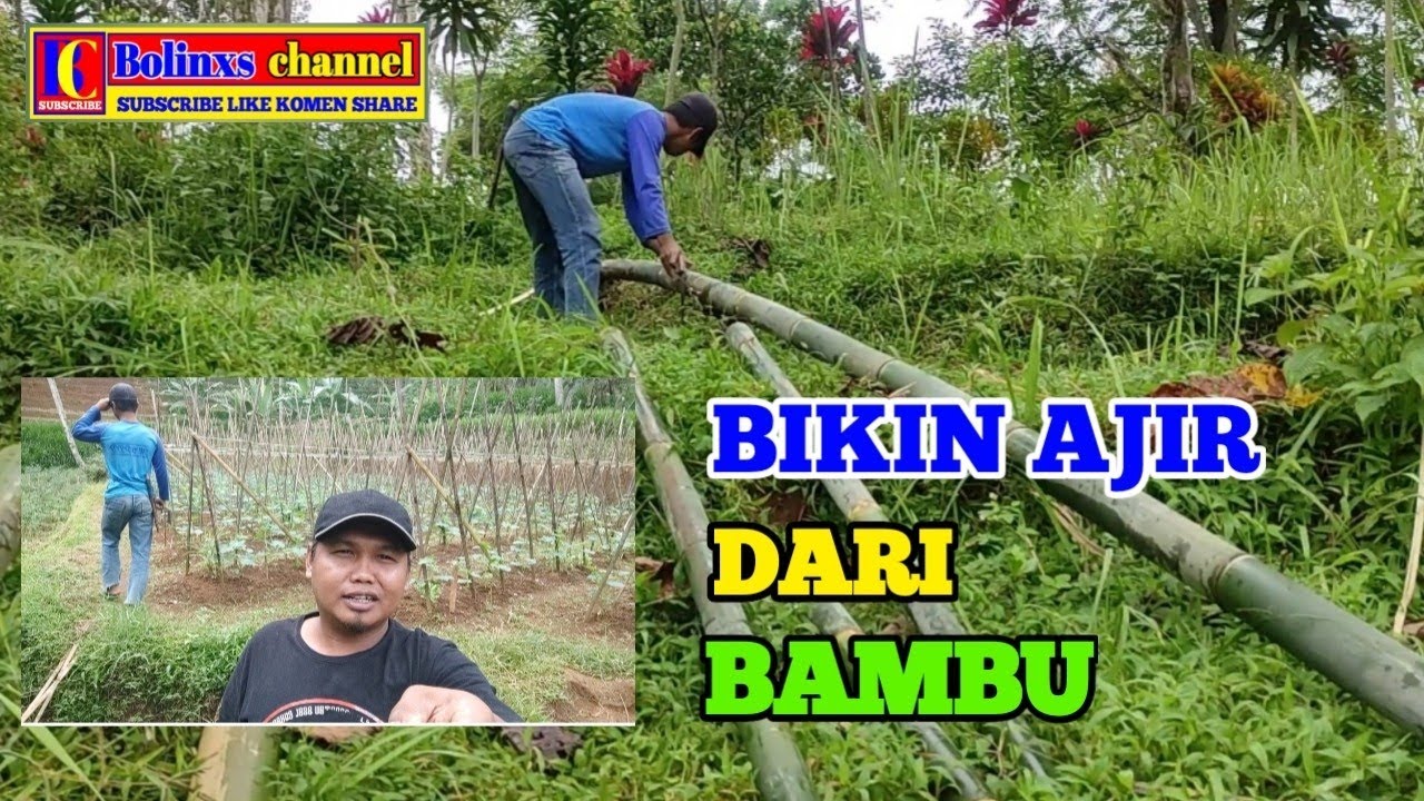 Persiapan Bikin Ajir / Lanjaran Dari Bambu - YouTube