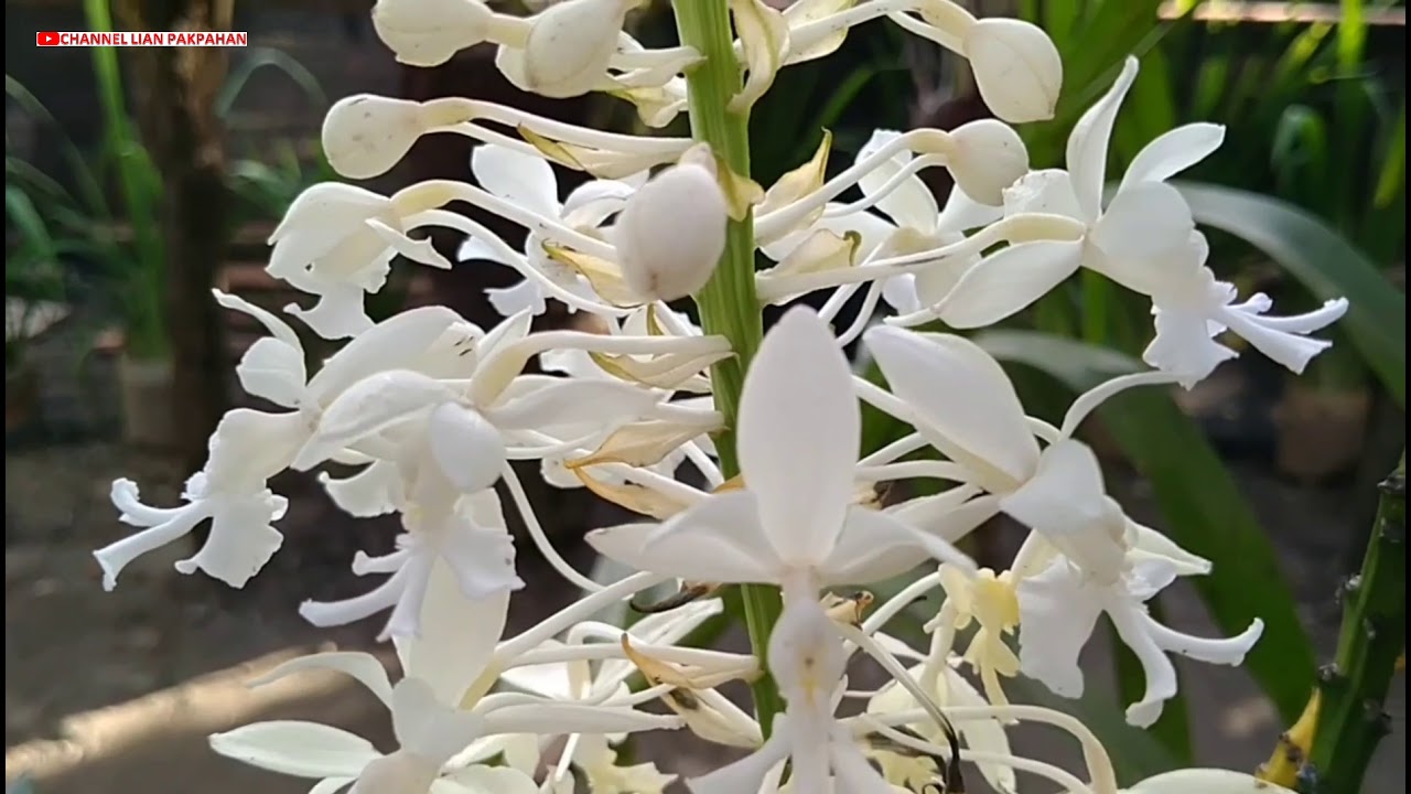 Anggrek Calanthe Triplicata || Spesies Anggrek Tanah Papua - YouTube
