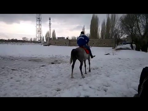 ►► Maşallah , Erzurum Arap Cirit Atı koşusu. ►►►
