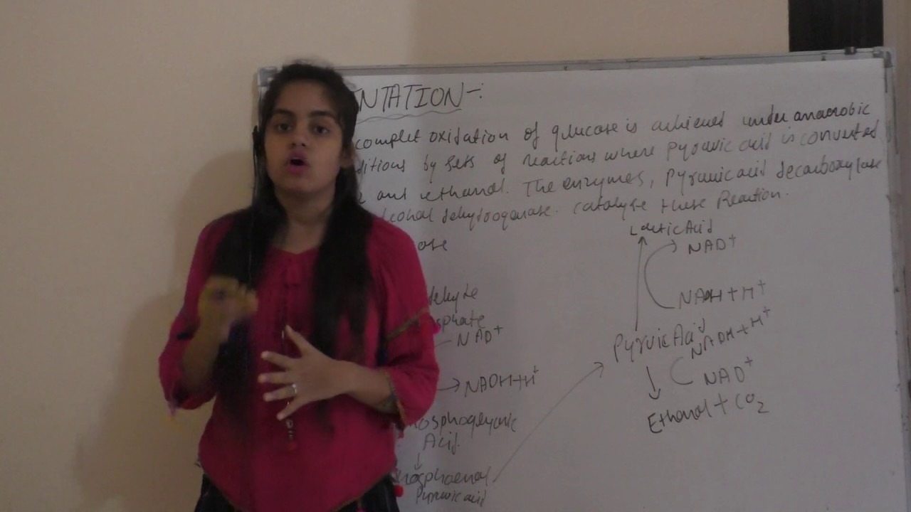 ""FERMENTATION class 11 bio NCERT - YouTube