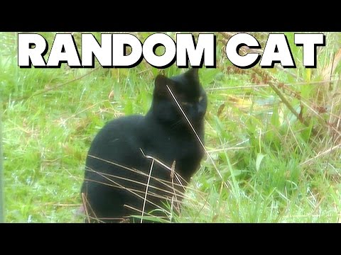 Random Cat Came to my Home [FULL SONG]