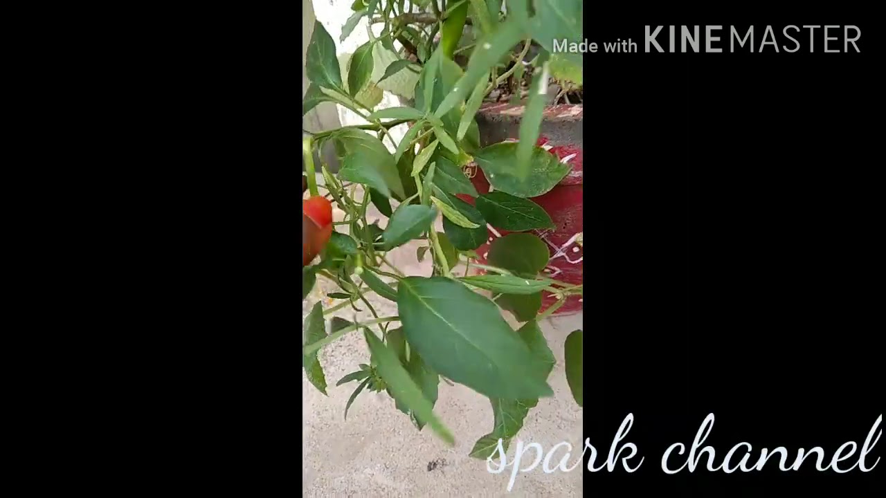 Thottilo mirchi trees avidamga Perugutai🔥🔥🔥 - YouTube