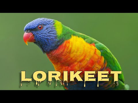 Rainbow lorikeet sounds