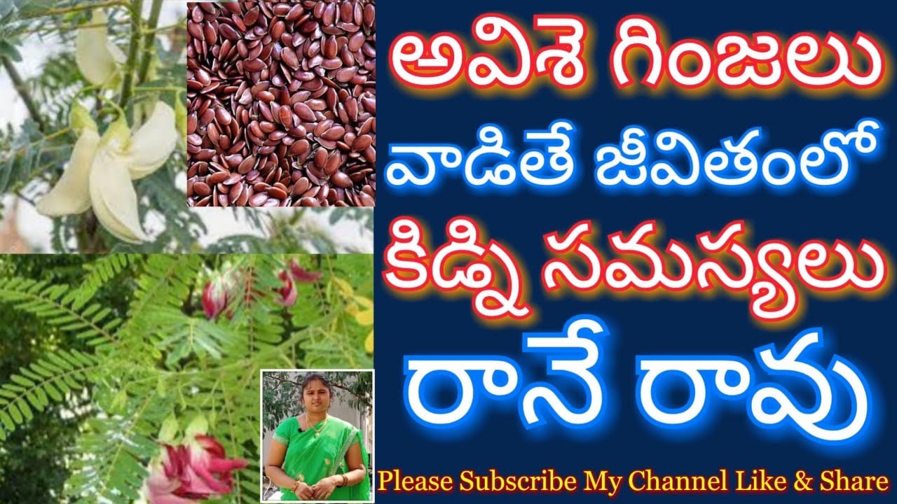 Health Tips | Avise Chettu Benefits Telugu | Avise Ginjalu Uses in ...