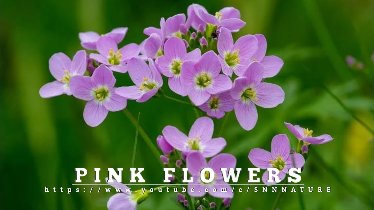 pink flowers blooming || pink colour natural beauty | pink flowers ...