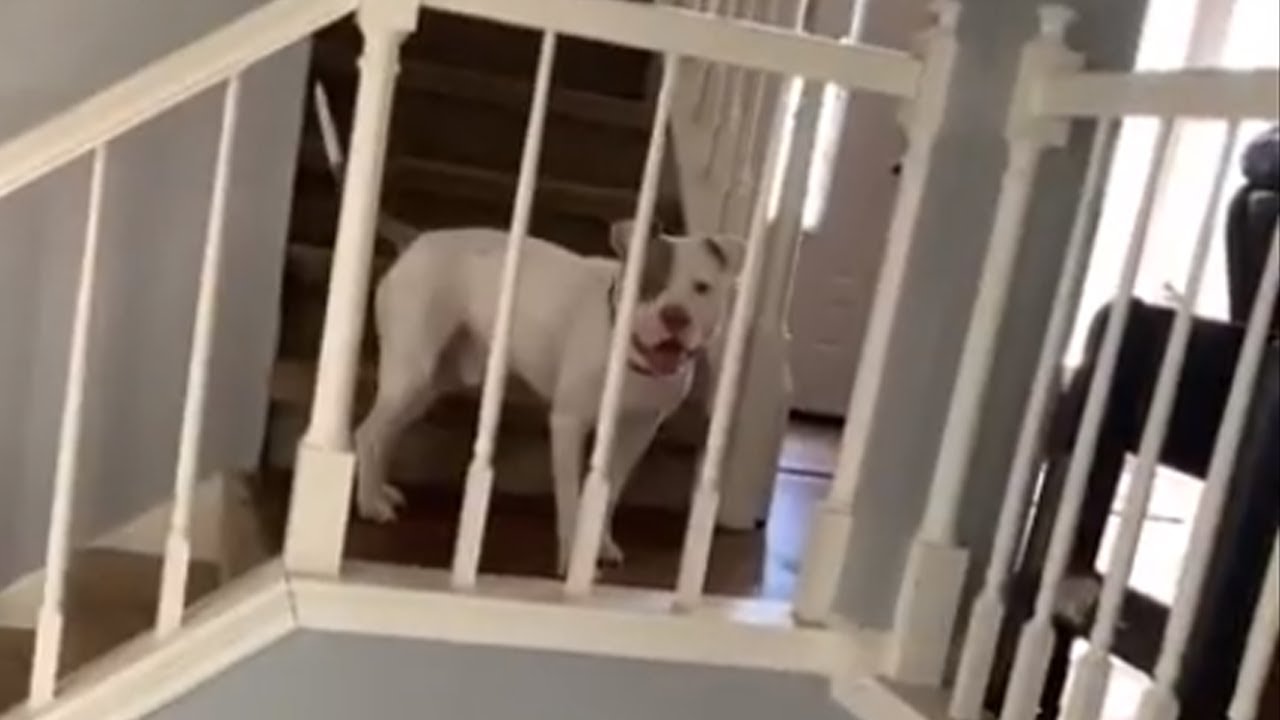 Extremely talented dog shows off his mind-blowing obedience skills ...