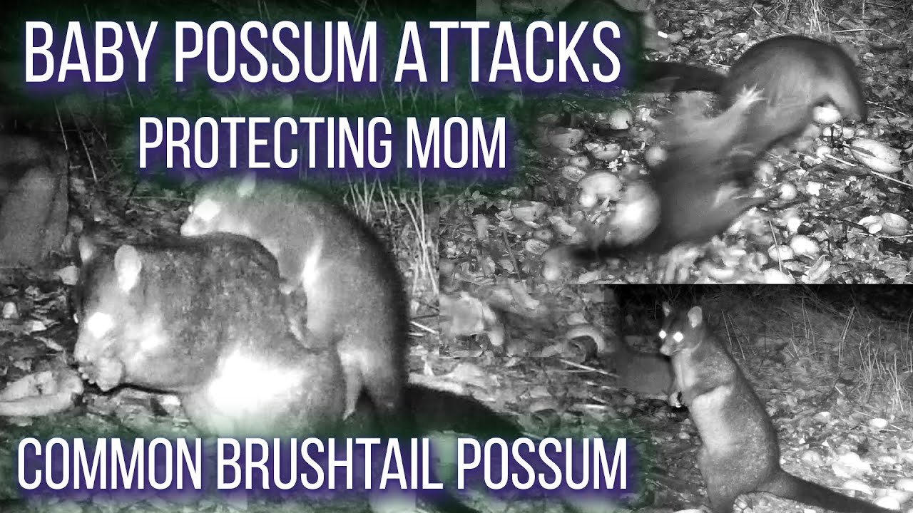 BABY POSSUM Attacks Protecting Mom ~BRUSHTAIL POSSUM | AUSTRALIAN MARSUPIAL | Animal Videos for ...