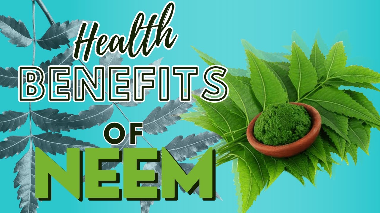 The Many Health Benefits of Neem Traditional Medicine for the Modern ...