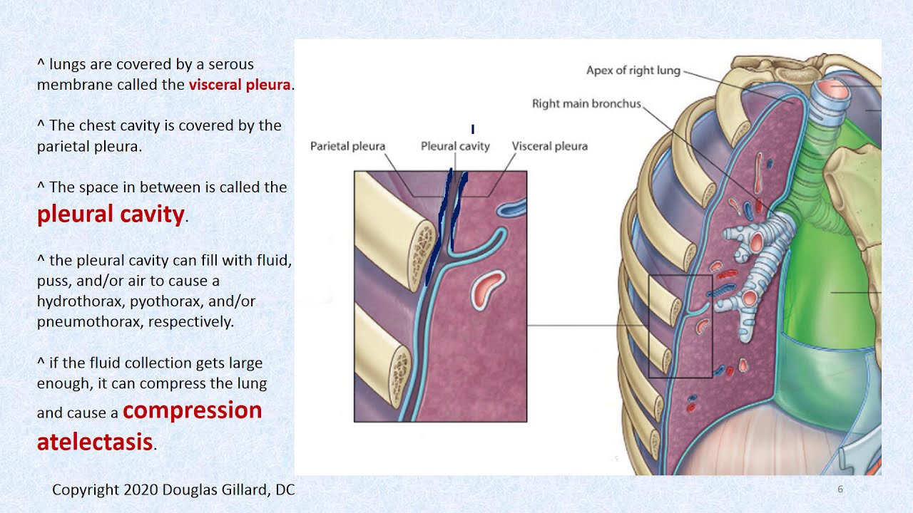 CVP Lab Lecture: (Wk8)(Thurs)(Fall-20): Pulmonary Exam-I: Diaphragmatic ...