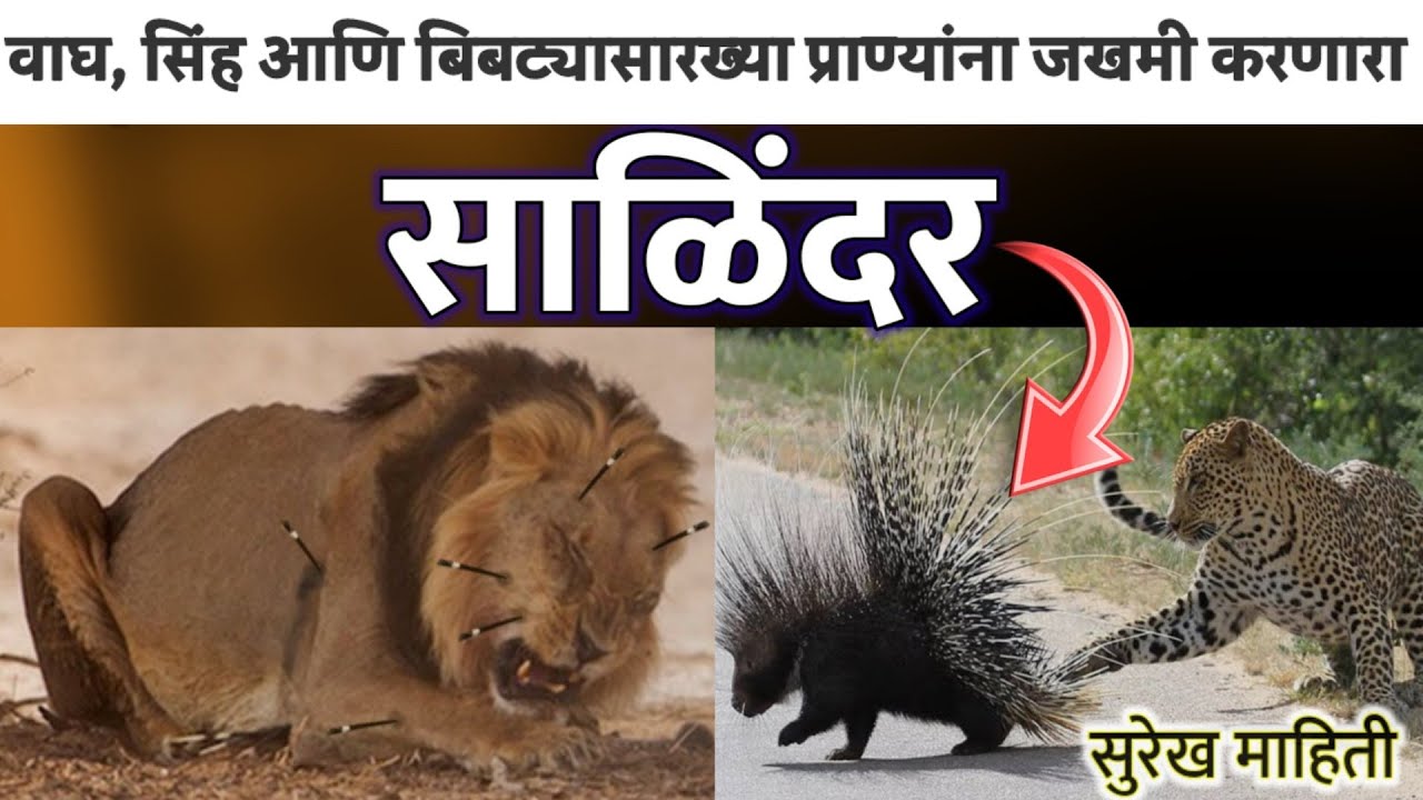 साळींदर प्राणी मराठी माहिती | salinder animal information in marathi ...