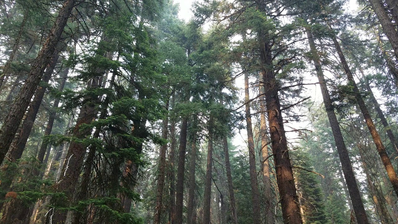 Big trees in Oregon - YouTube