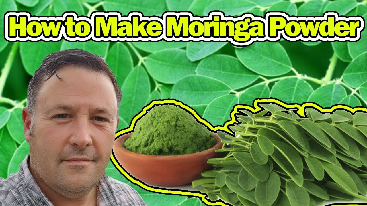 How to Make Moringa Powder - Super Healthy - Tree of Life - YouTube