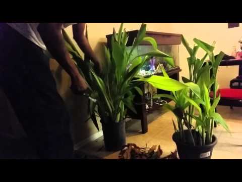 Crying plant - YouTube