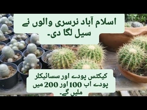 Tuba Nursery Farm house visit[secular plants and cactus plants pay sale ...