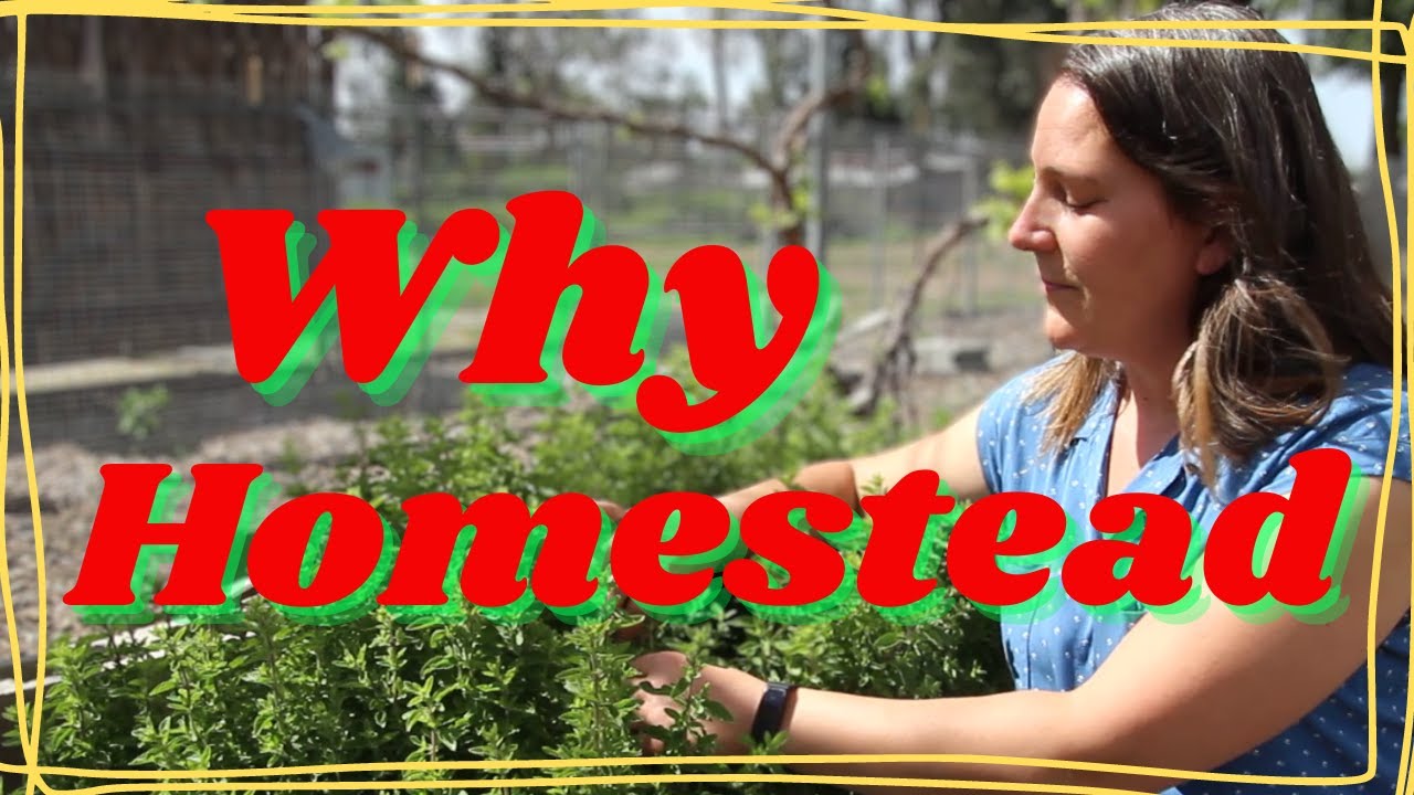 Homesteading in 2023: why the time is now - reasons to start your ...