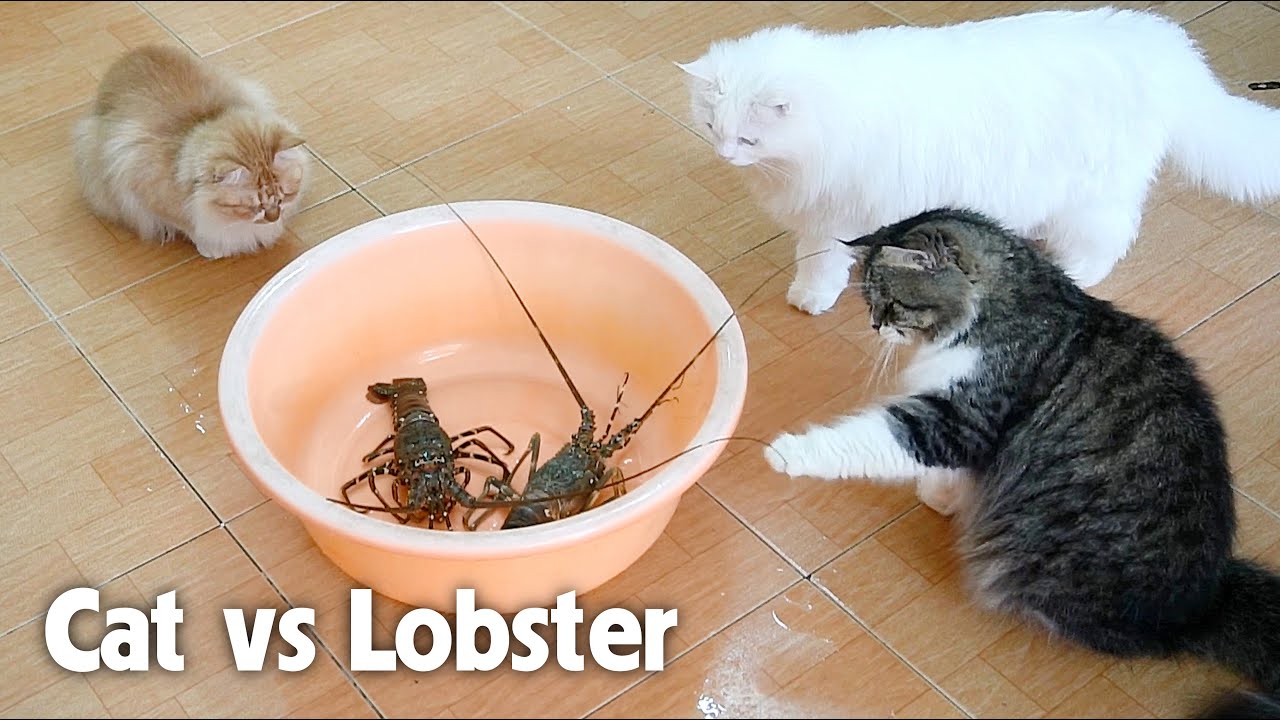 Cat vs Lobster | Seeing Lobster For The First Time - YouTube